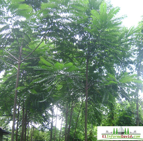 El Azadiractha Indica (Nim), en una finca en Dolega